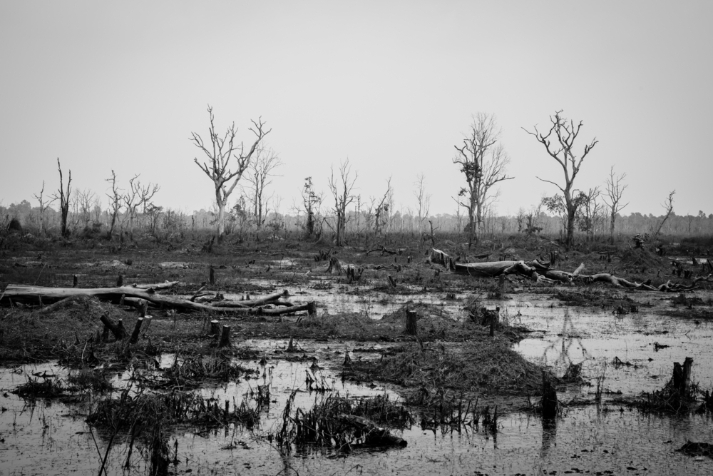 What Hidden Costs Come with Environmental Degradation?